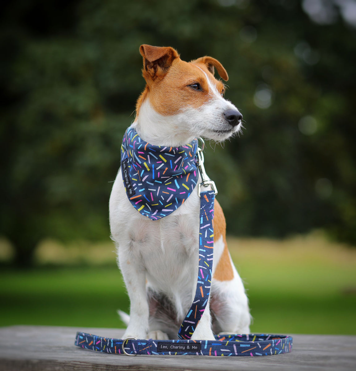Confetti Dog Bandana